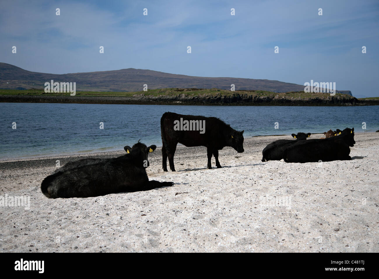 cows on coral beach in skye in scotland Stock Photo - Alamy