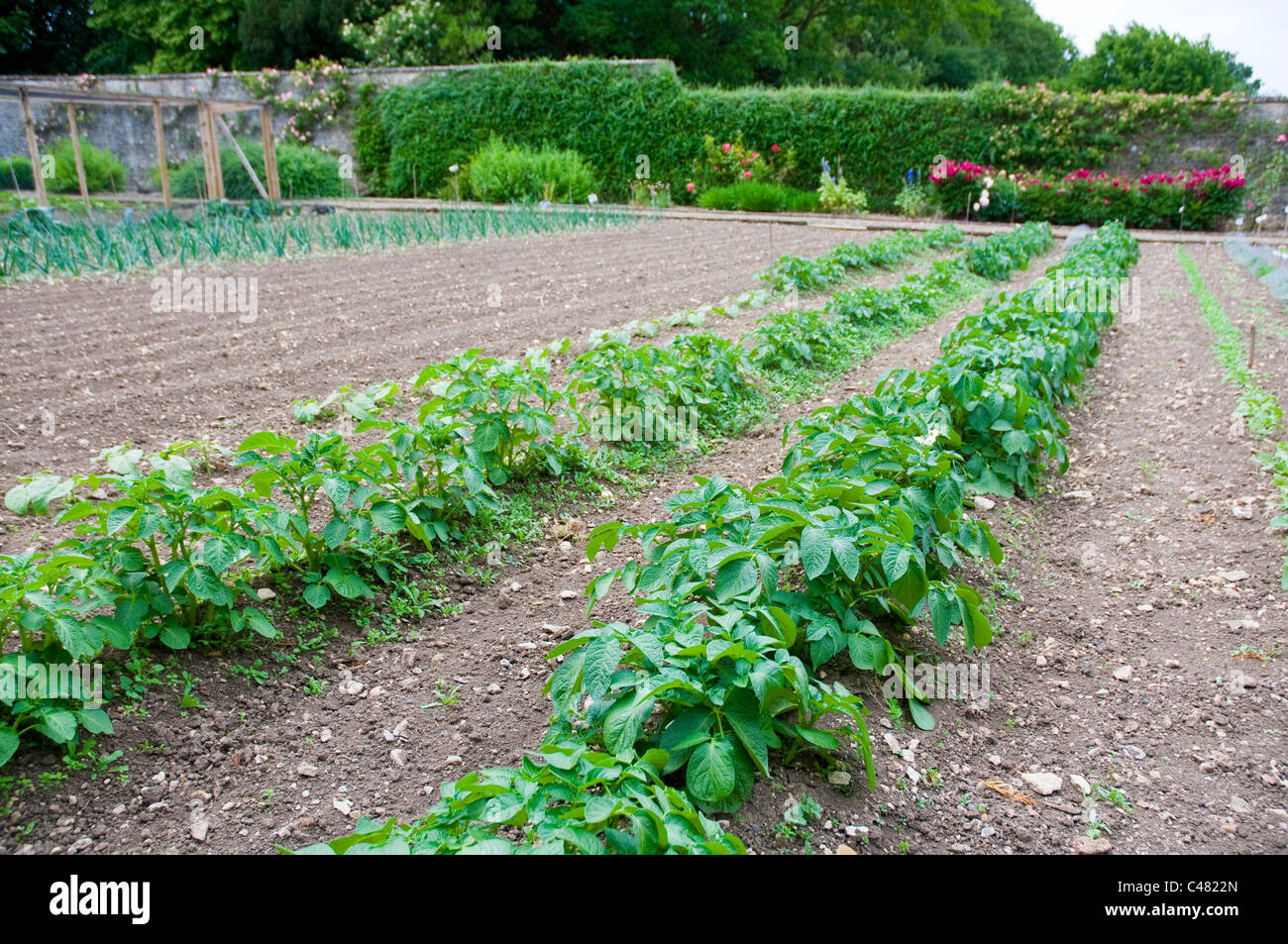 Rows of potato plants hi-res stock photography and images - Alamy