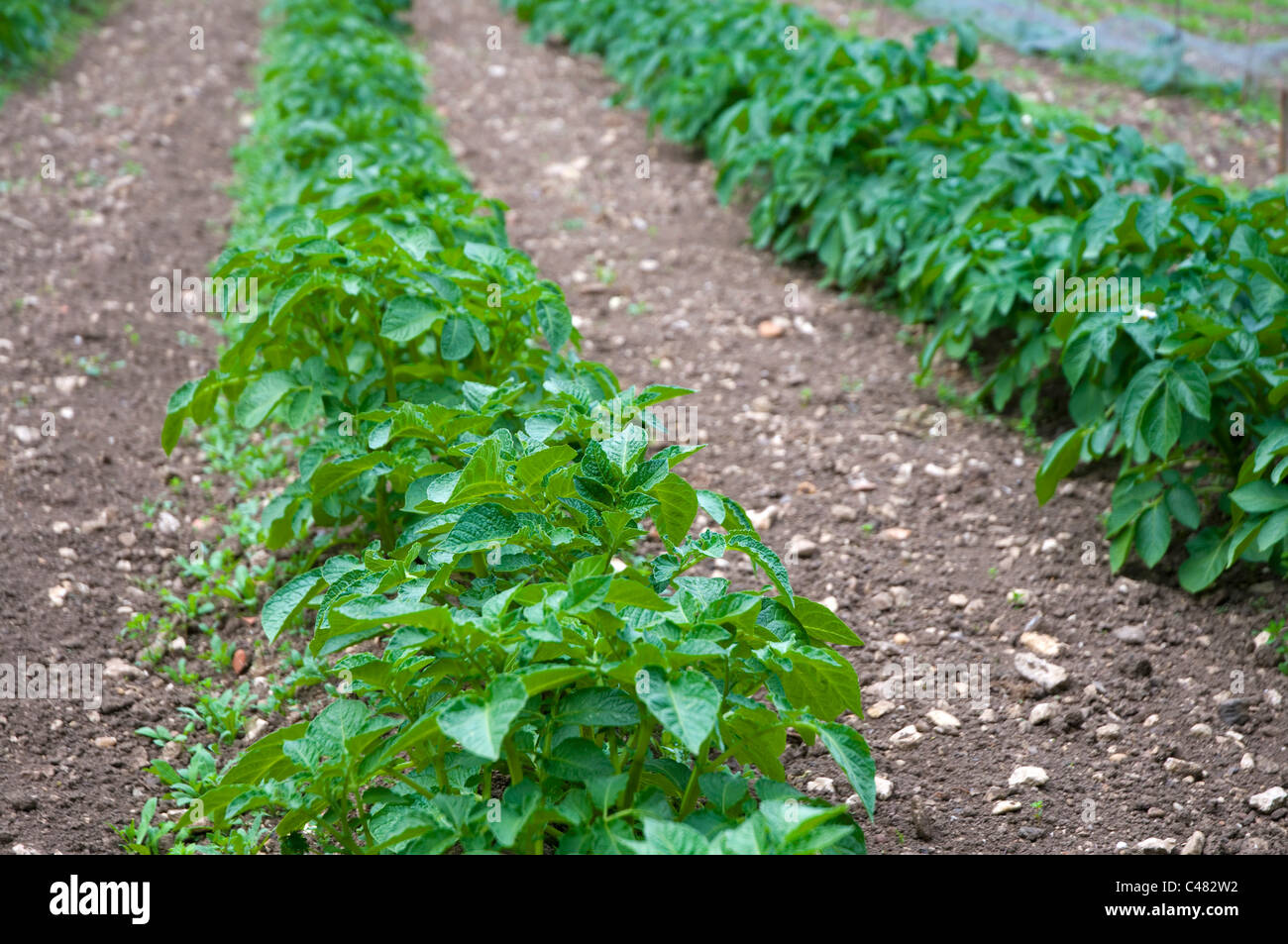 two straight rows of potato plants growing in a formal vegetable garden ...