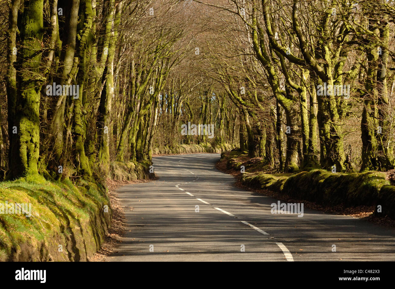 Tree lined roads hi-res stock photography and images - Alamy