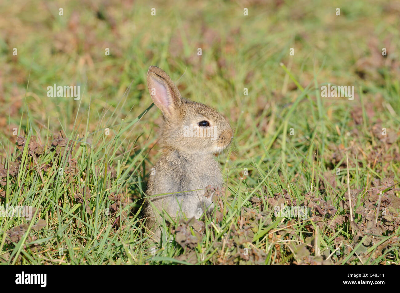 Baby wild rabbit hi-res stock photography and images - Alamy
