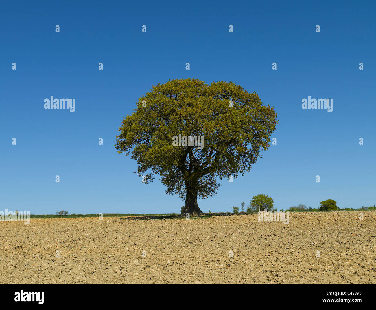 Lone oak tree in a ploughed field in summer Pockley North Yorkshire ...