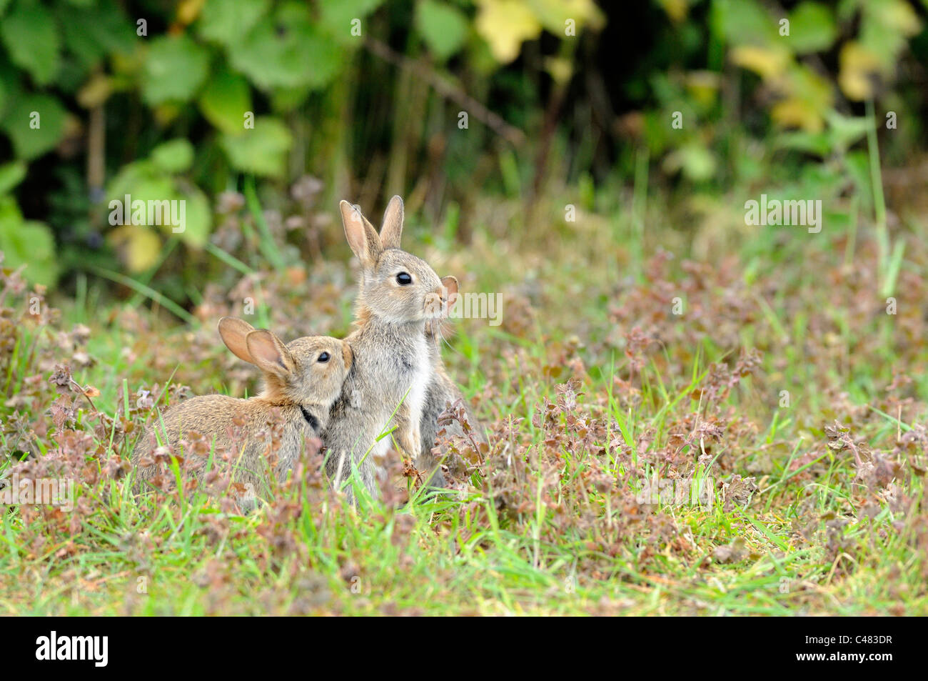 Wild Rabbits England High Resolution Stock Photography and Images - Alamy