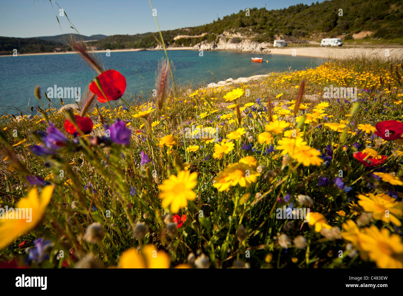 Colourful wild flowers hi-res stock photography and images - Alamy