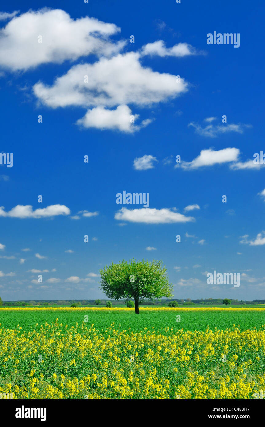 Tree hi-res stock photography and images - Alamy