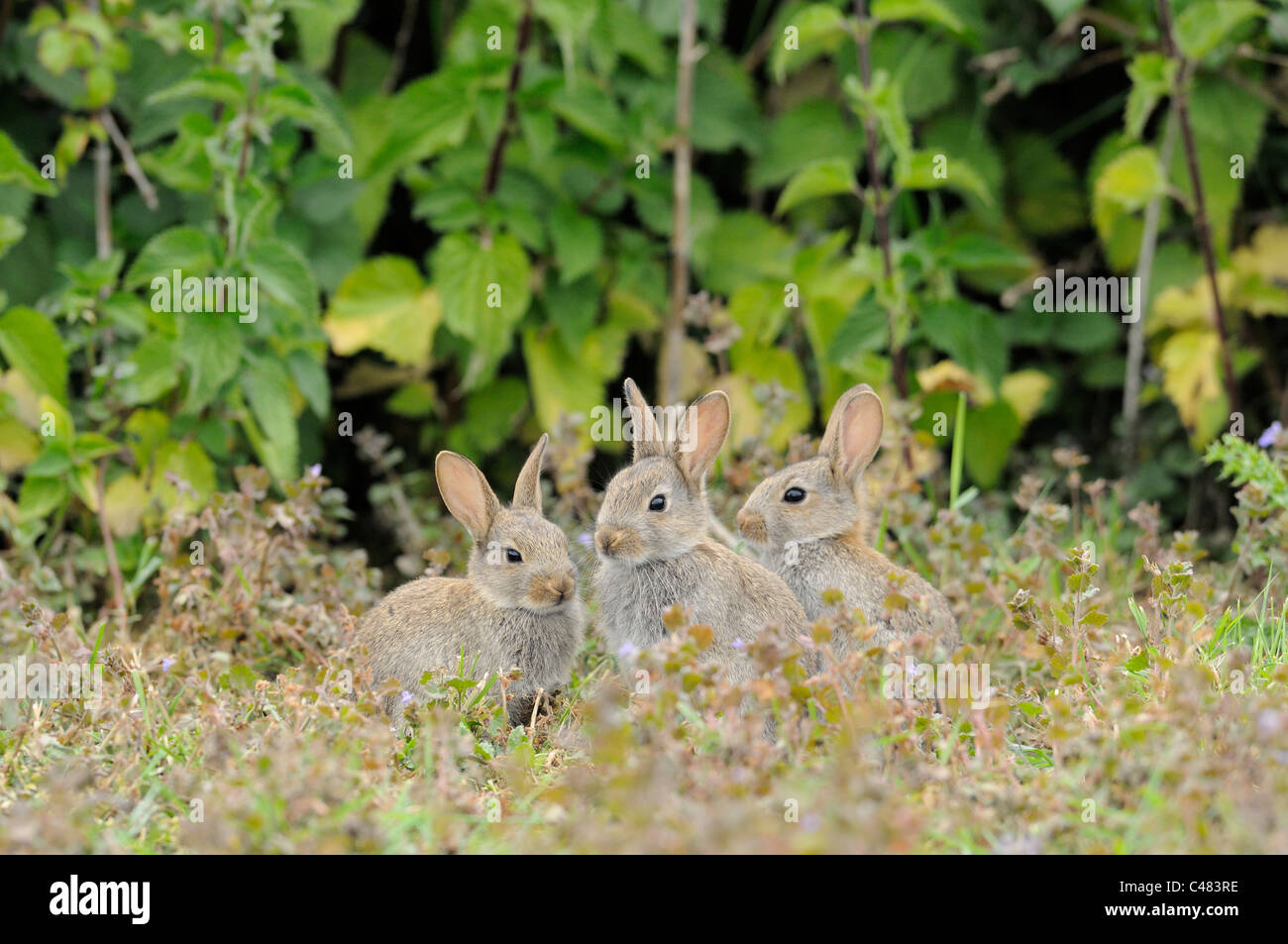 Rabbits england hi-res stock photography and images - Alamy