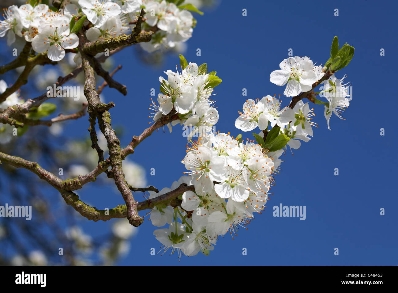 Greengage tree hi-res stock photography and images - Alamy