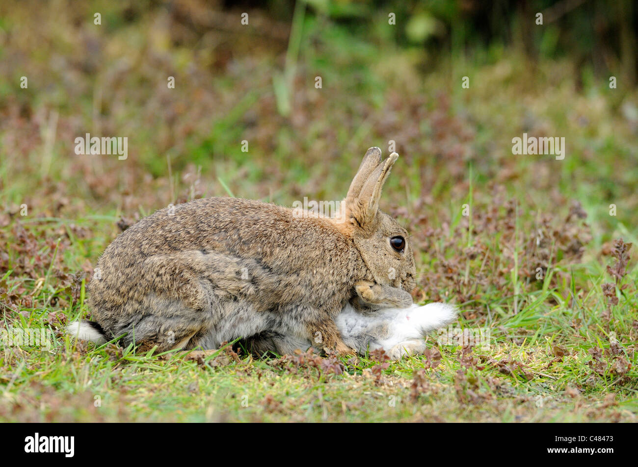 European wild rabbits hi-res stock photography and images - Alamy
