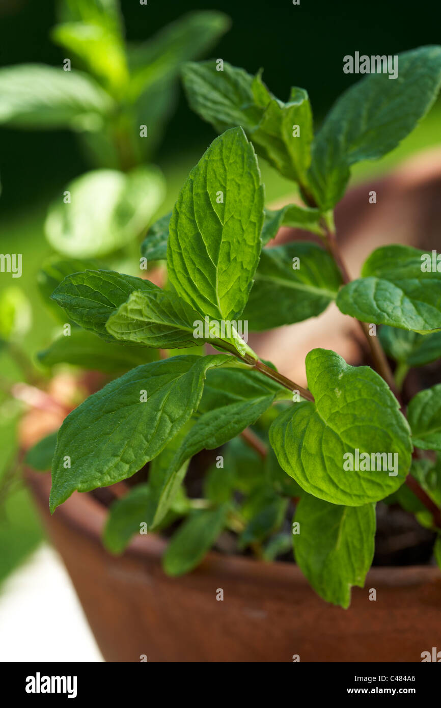 Growing mint pot hi-res stock photography and images - Alamy