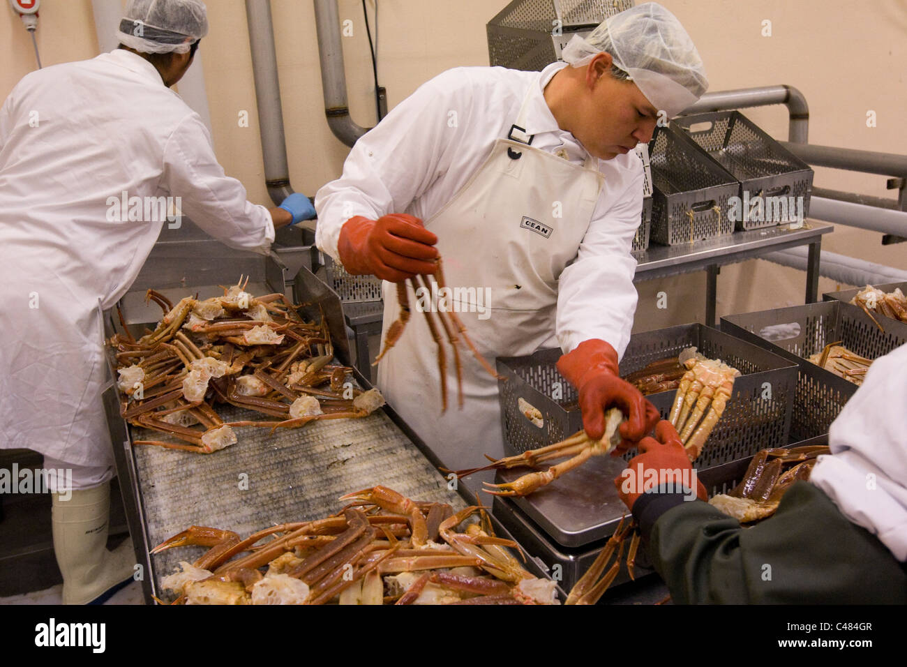 Narsaq Seafood Processing Snow Crabs in Narsaq, Greenland Stock Photo ...