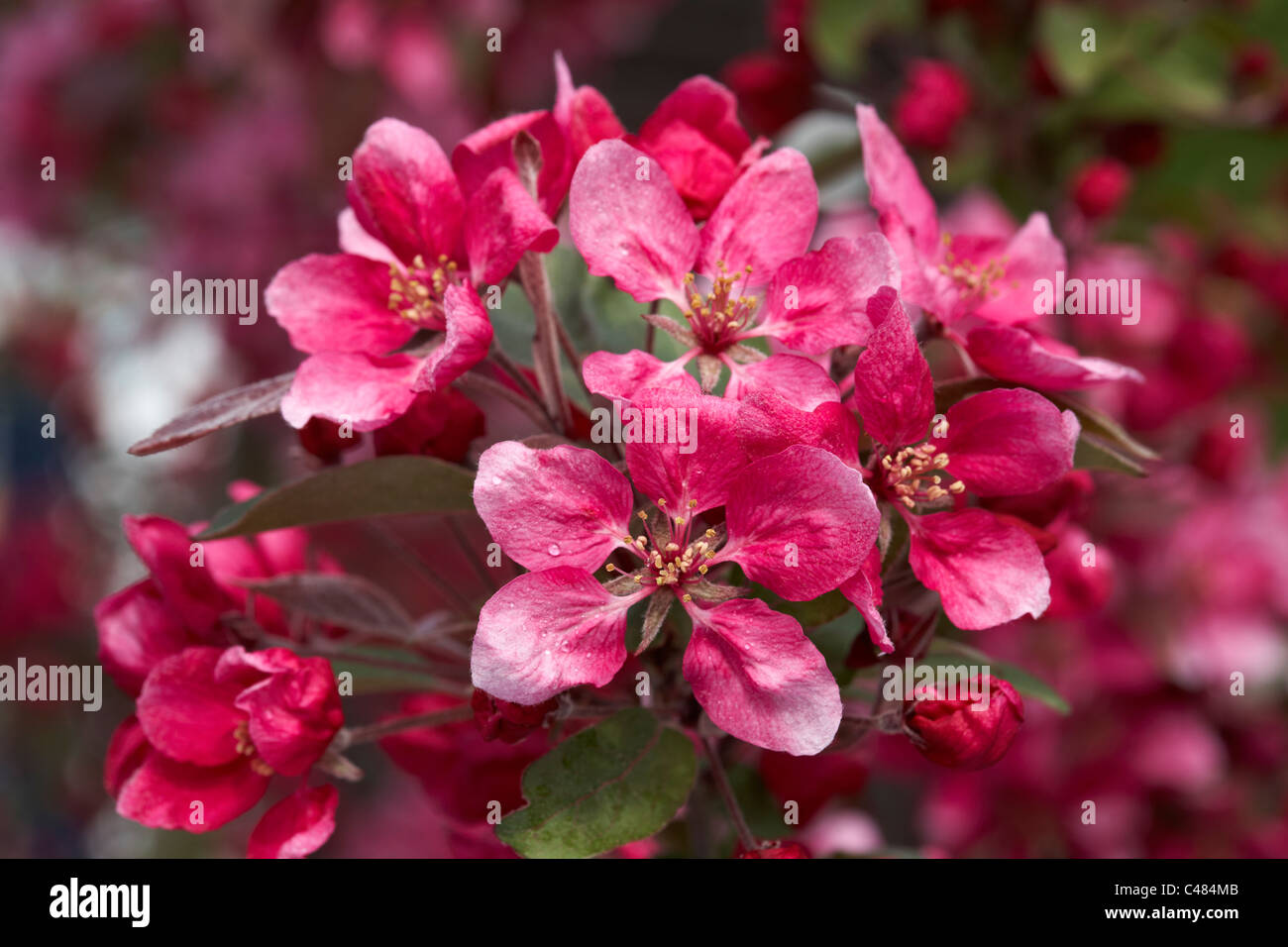 Malus royalty hi-res stock photography and images - Alamy