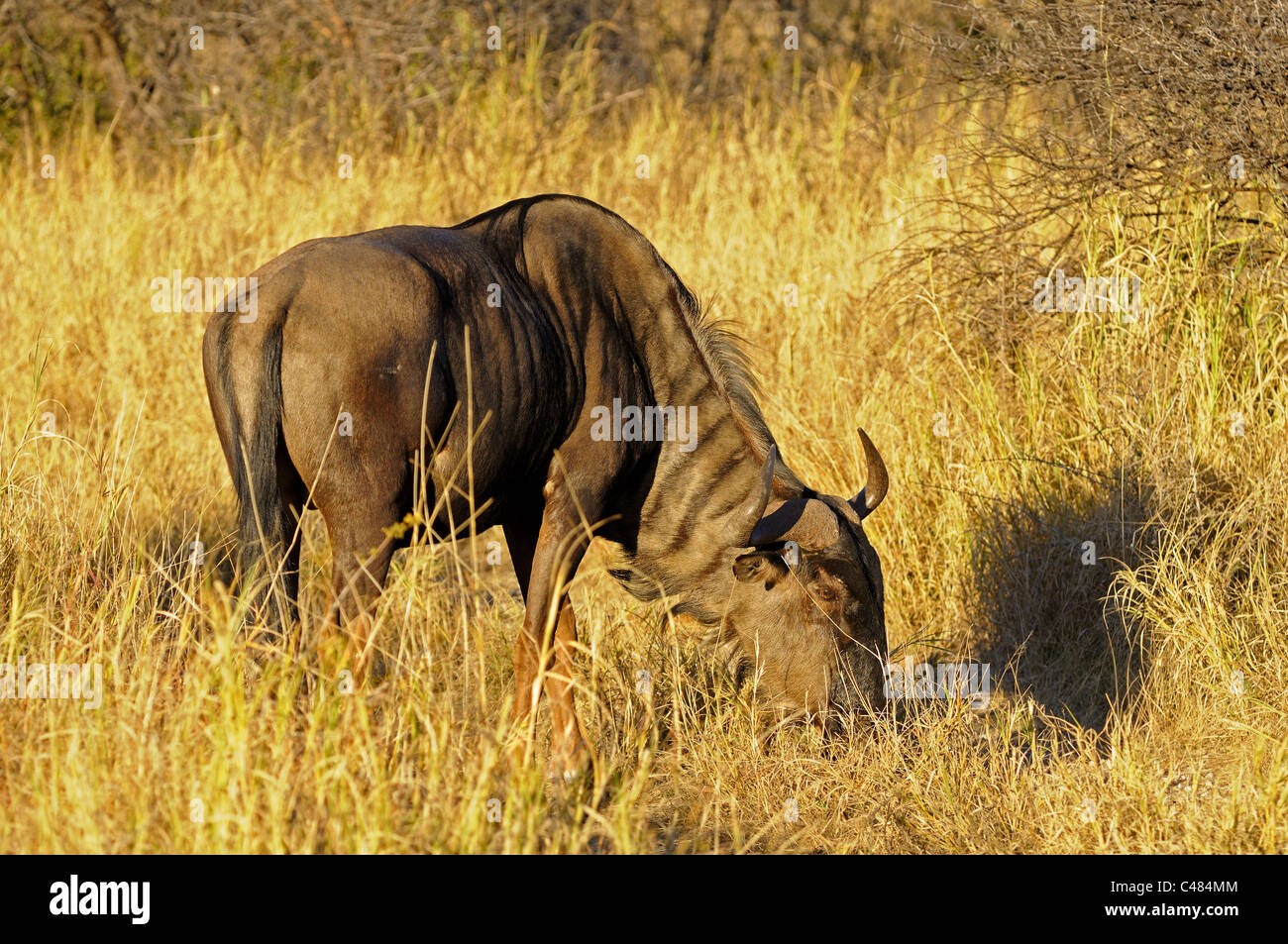 Blue wildebeest shot hi-res stock photography and images - Alamy
