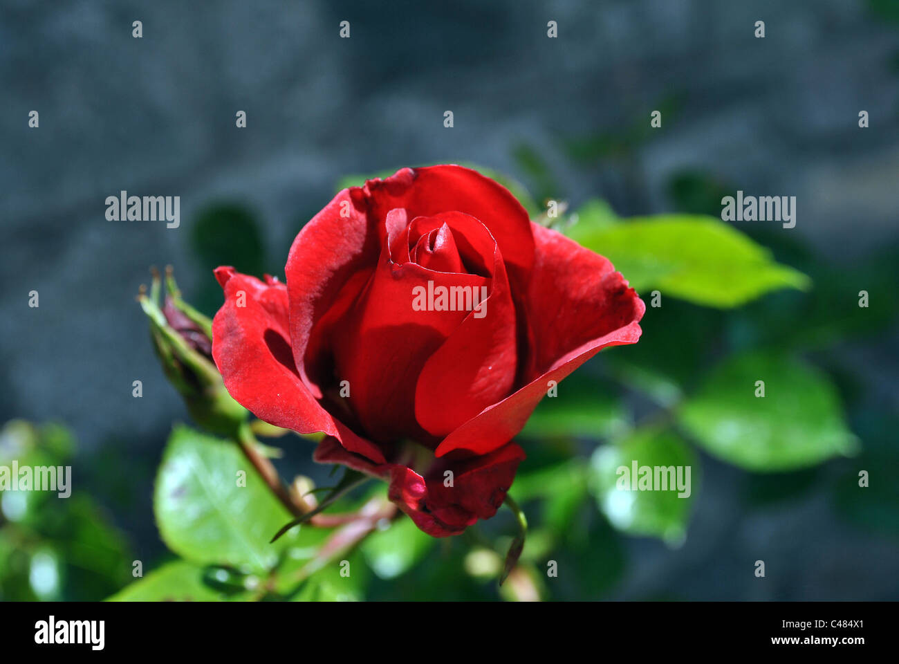 First love rose hi-res stock photography and images - Alamy