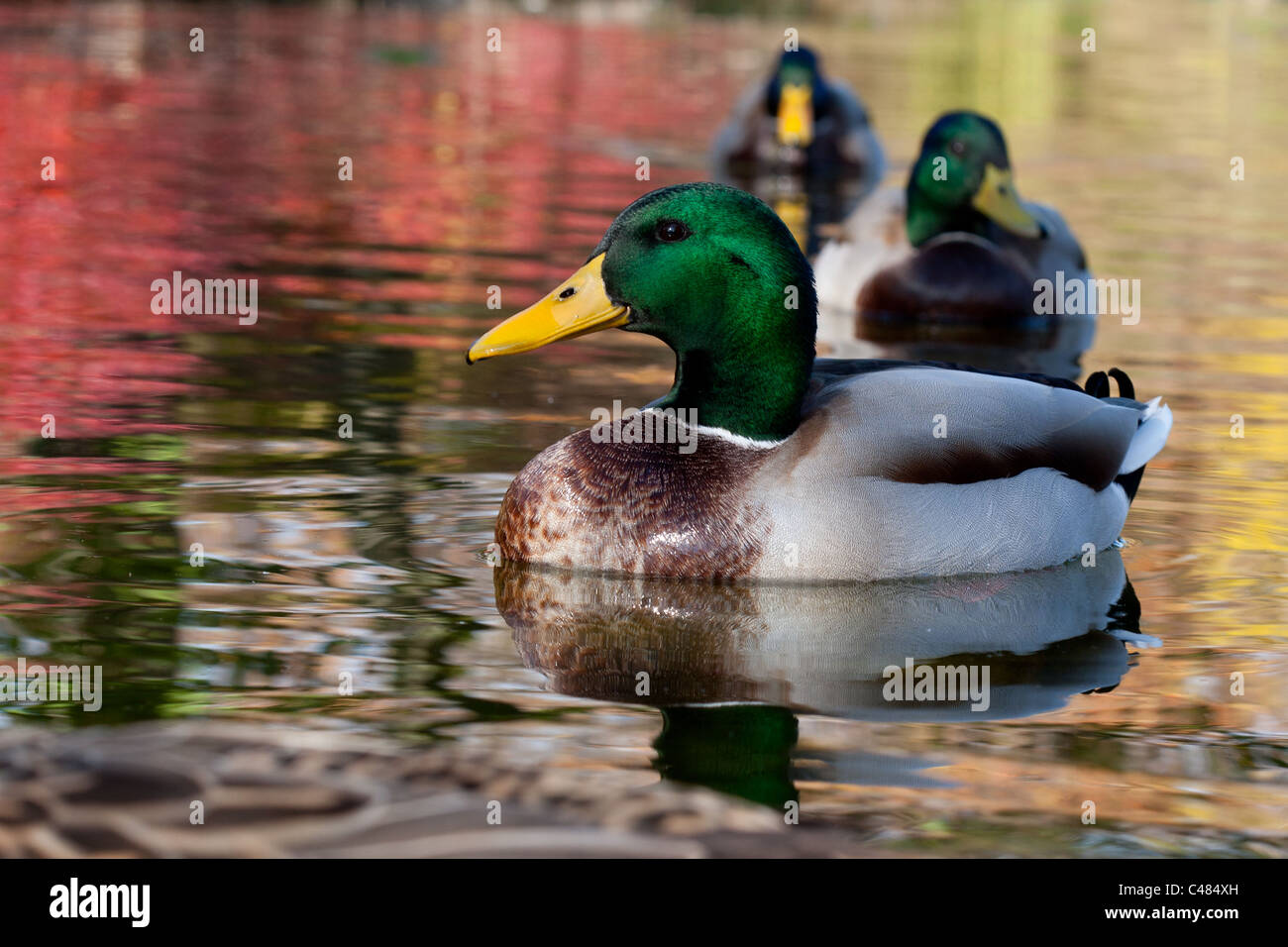 Mallard colours hi-res stock photography and images - Alamy
