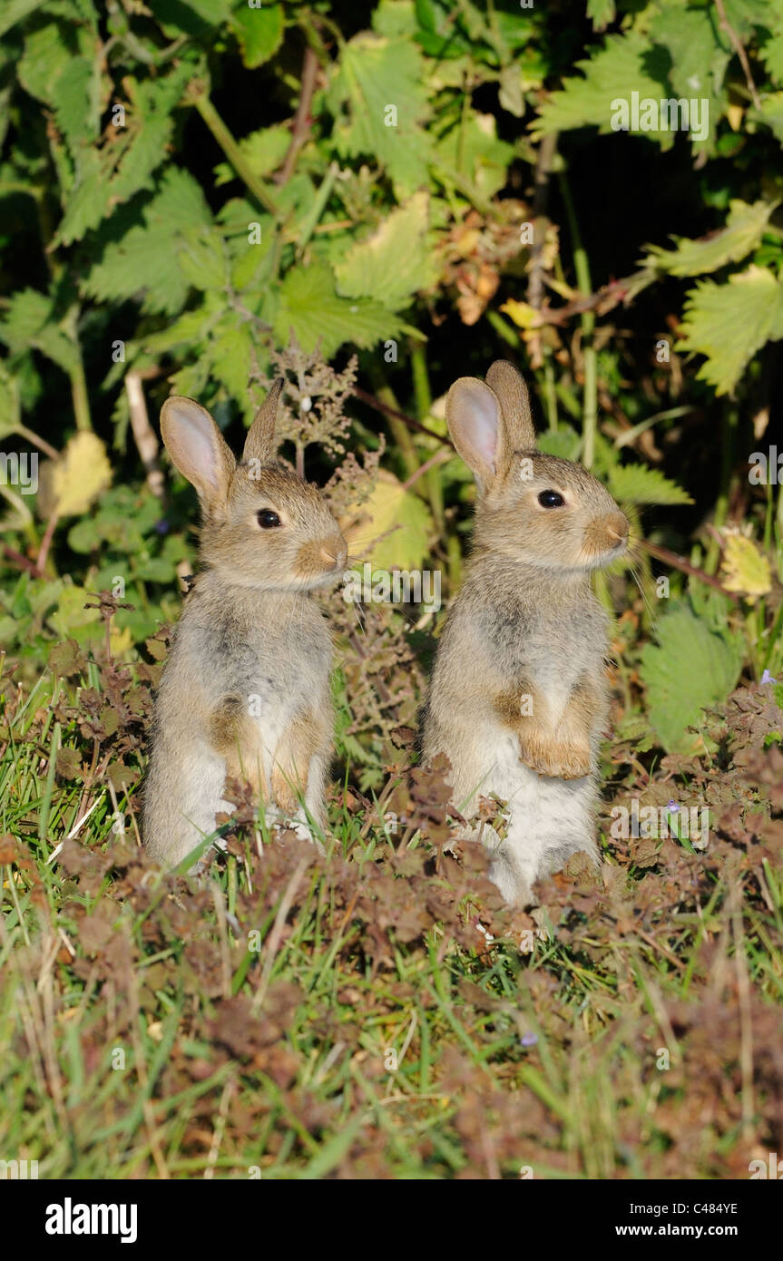 European Rabbits, oryctolagus cunniculus, youngsters outside warren ...