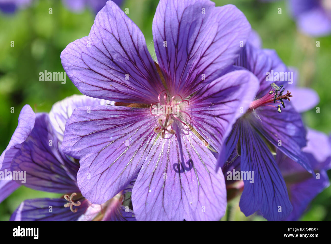 Blue Geranium High Resolution Stock Photography and Images - Alamy