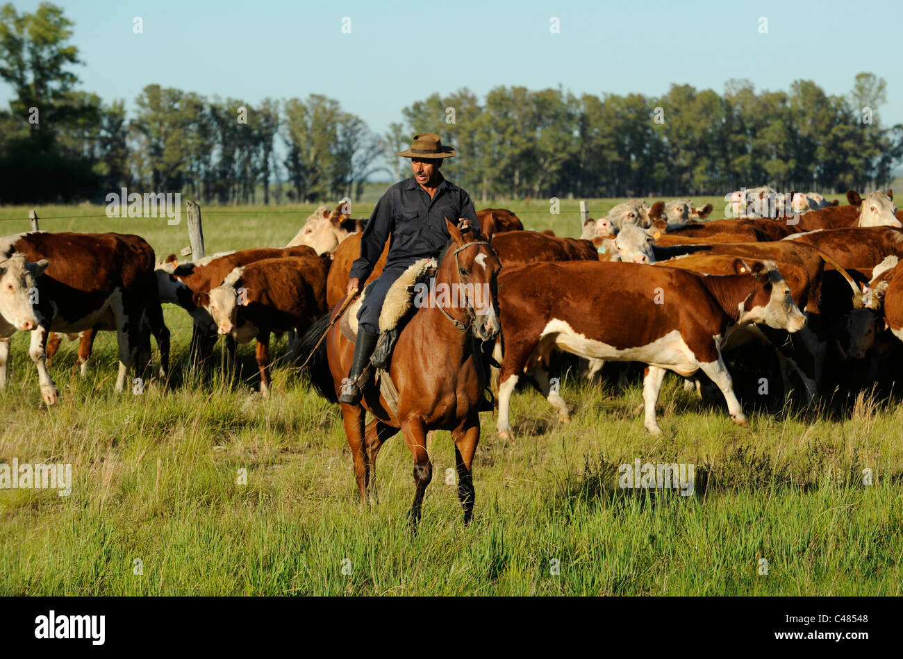 URUGUAY agriculture and livestock , Gauchos with horse and cow cattle ...