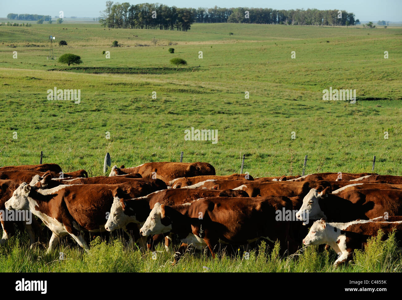 Agriculture south america cows hi-res stock photography and images - Alamy