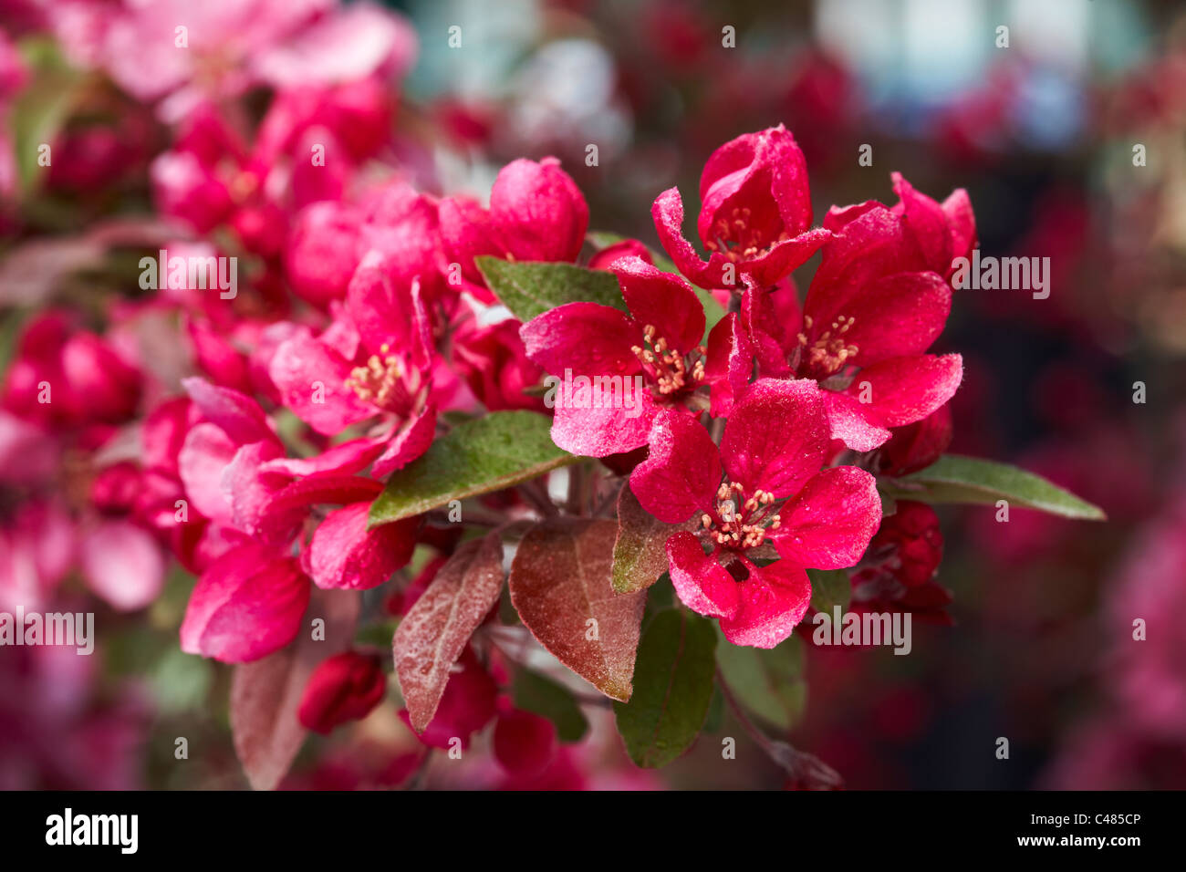 Malus 'Royalty' Crab Apple Tree Blossom Stock Photo - Alamy