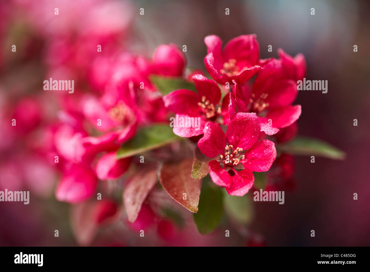 Malus 'Royalty' Crab Apple Tree Blossom Stock Photo - Alamy