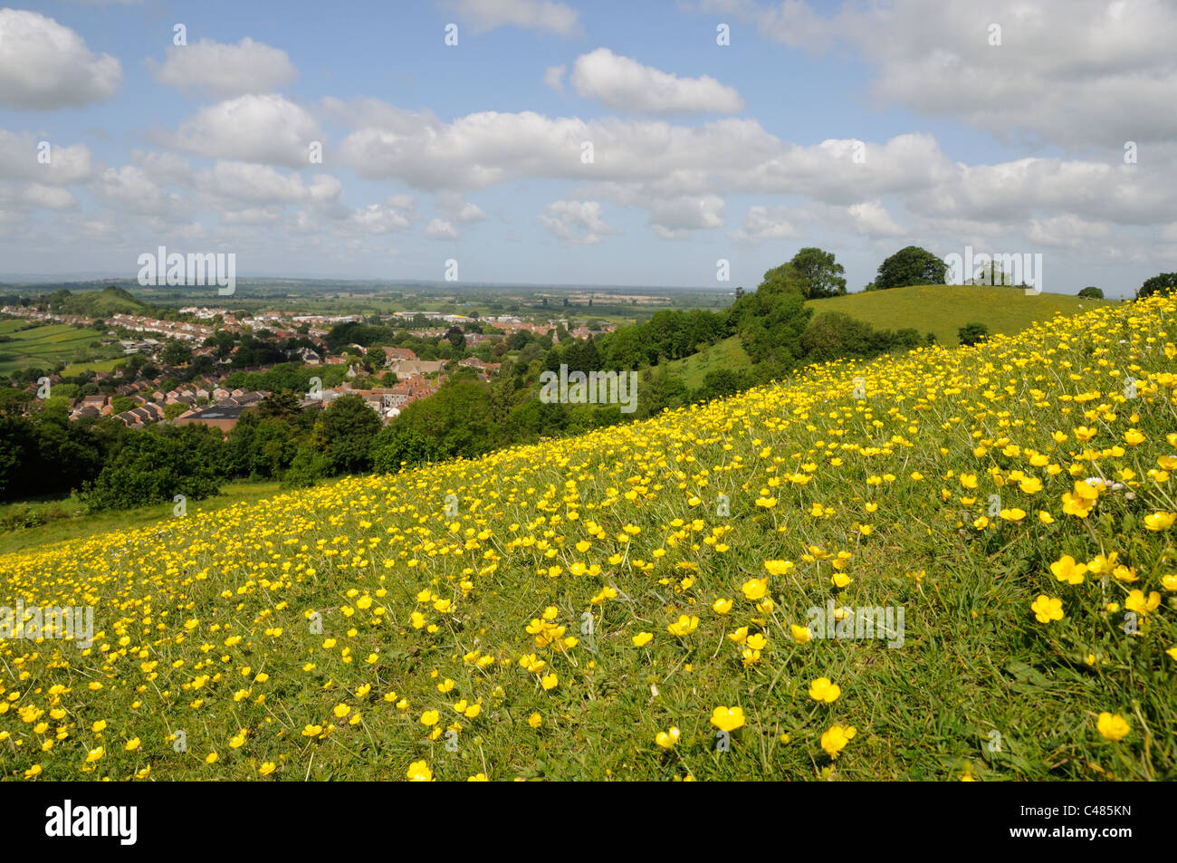 English buttercup hi-res stock photography and images - Alamy