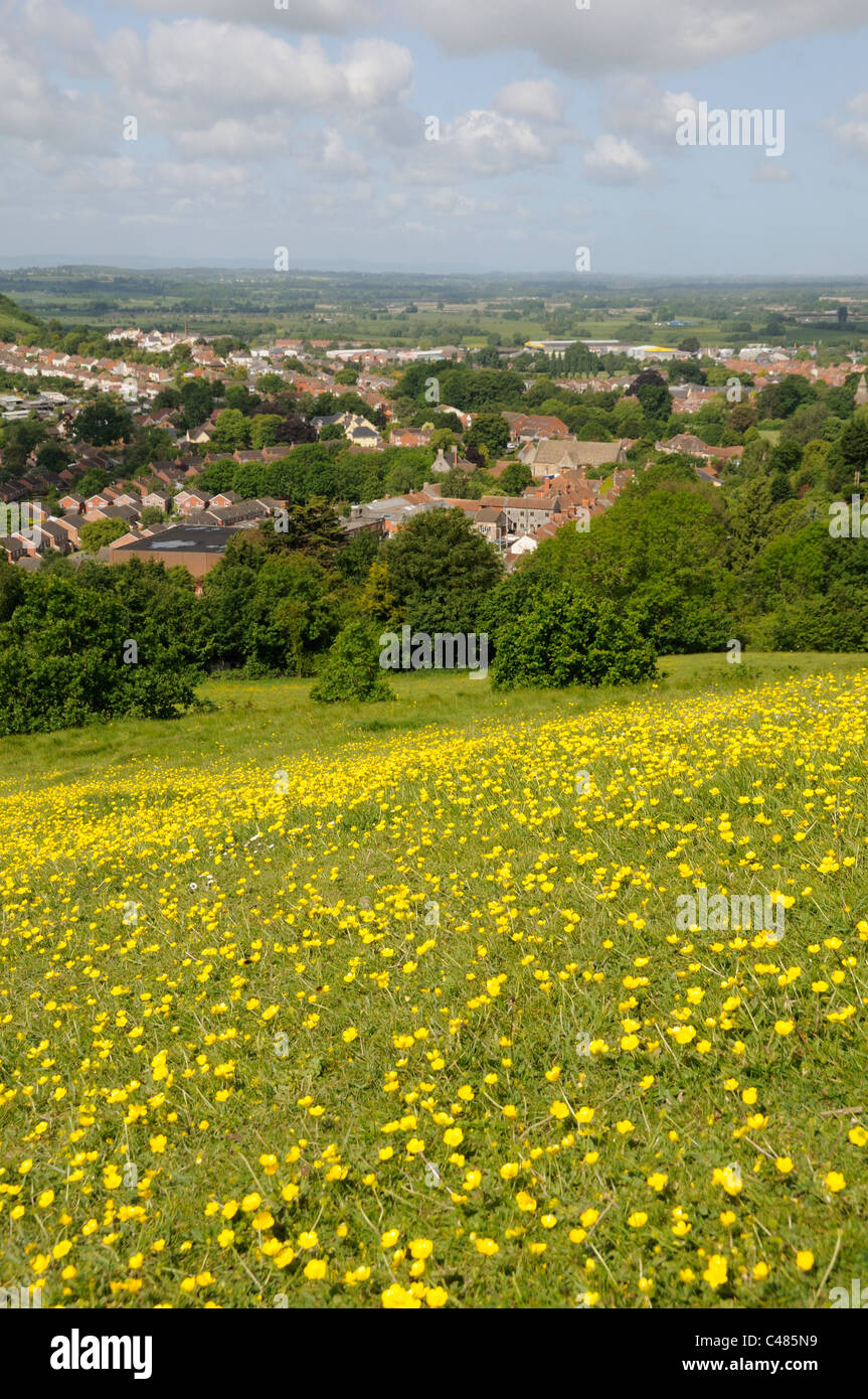 English buttercup hi-res stock photography and images - Alamy