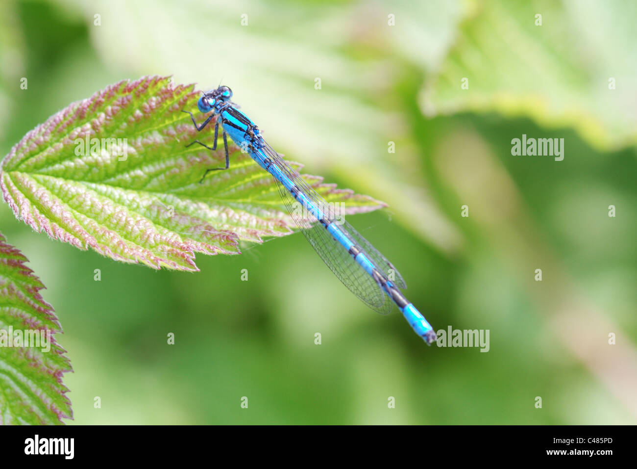 Common Blue Damselfly Enallagma Cyathigerum Stock Photo - Alamy