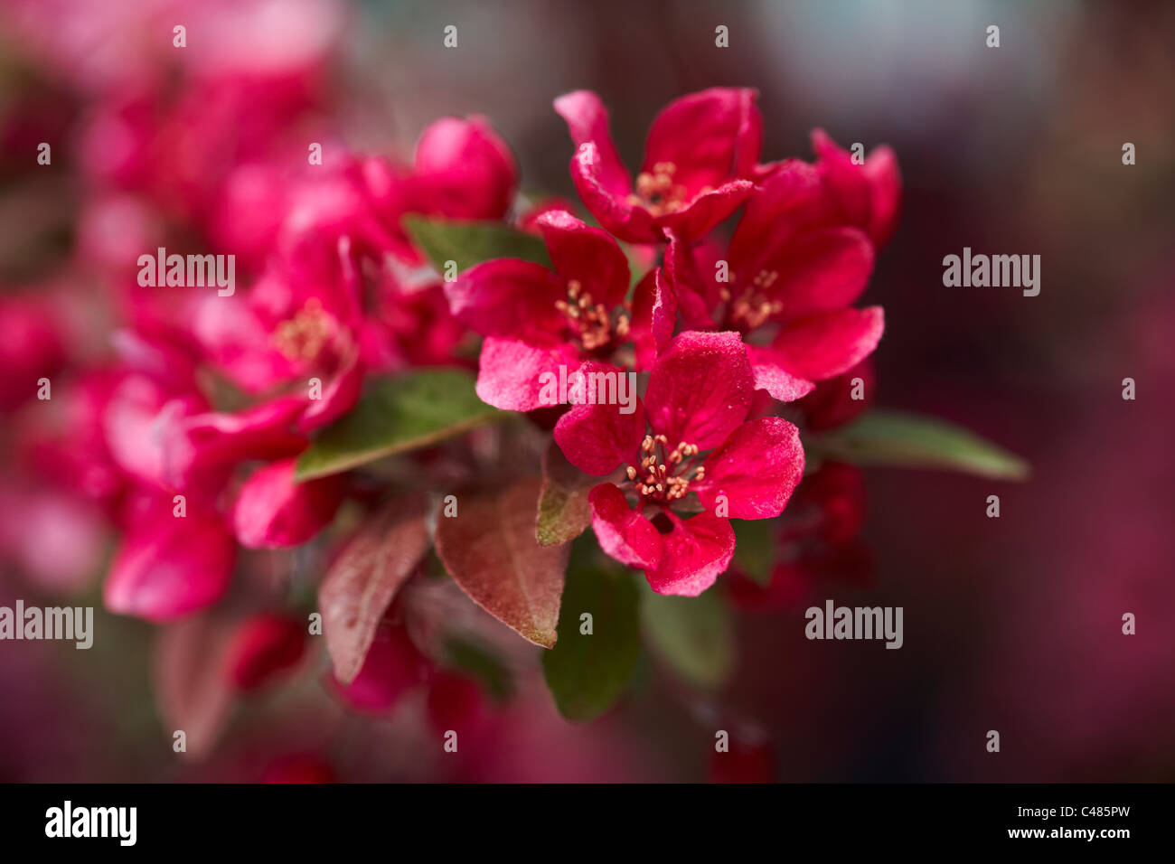 Malus royalty hi-res stock photography and images - Alamy