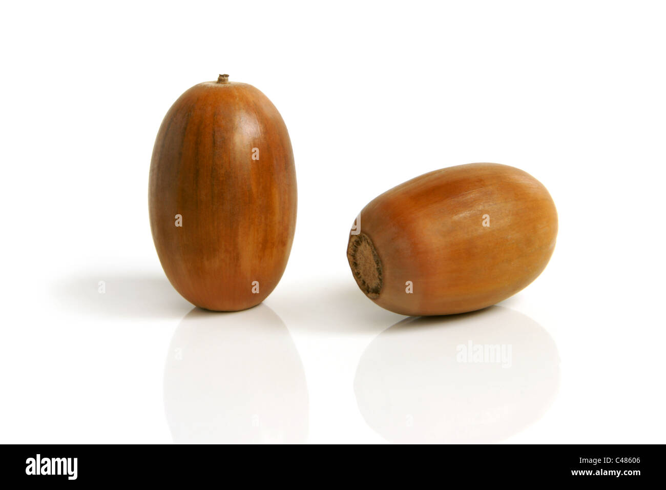 Two acorns hi-res stock photography and images - Alamy