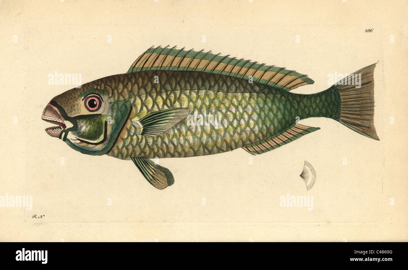 Palecheek parrotfish, Chlorurus japanensis Stock Photo - Alamy