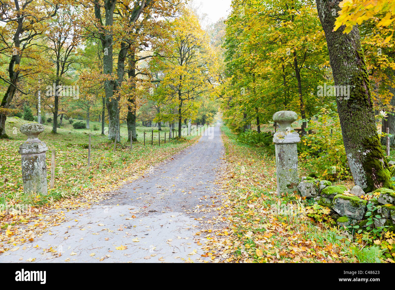 Countryside road with gate posts in the autumn woods Stock Photo - Alamy