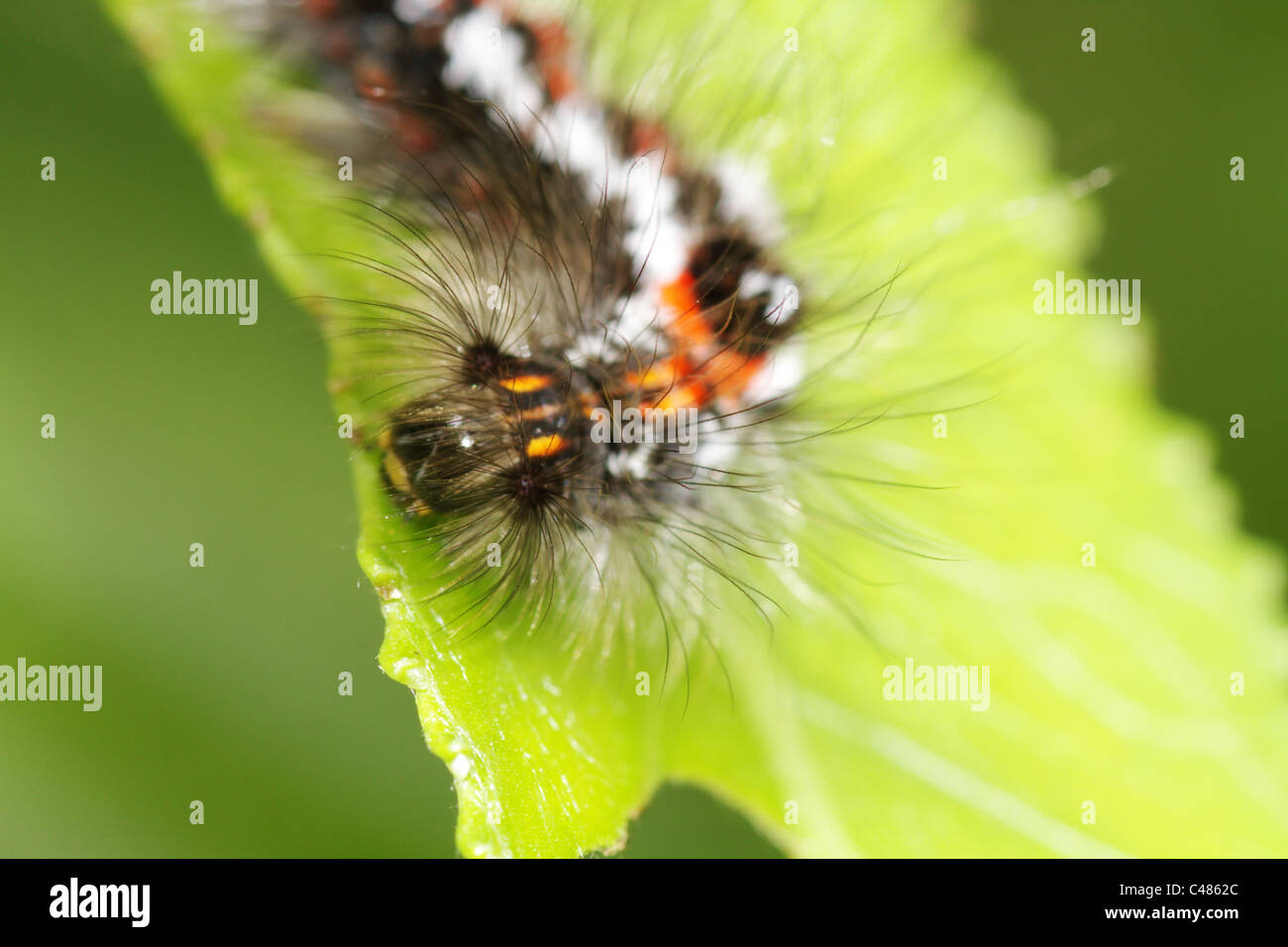 Yellow-tail, Goldtail Moth or Swan Moth (Euproctis similis) Caterpillar ...
