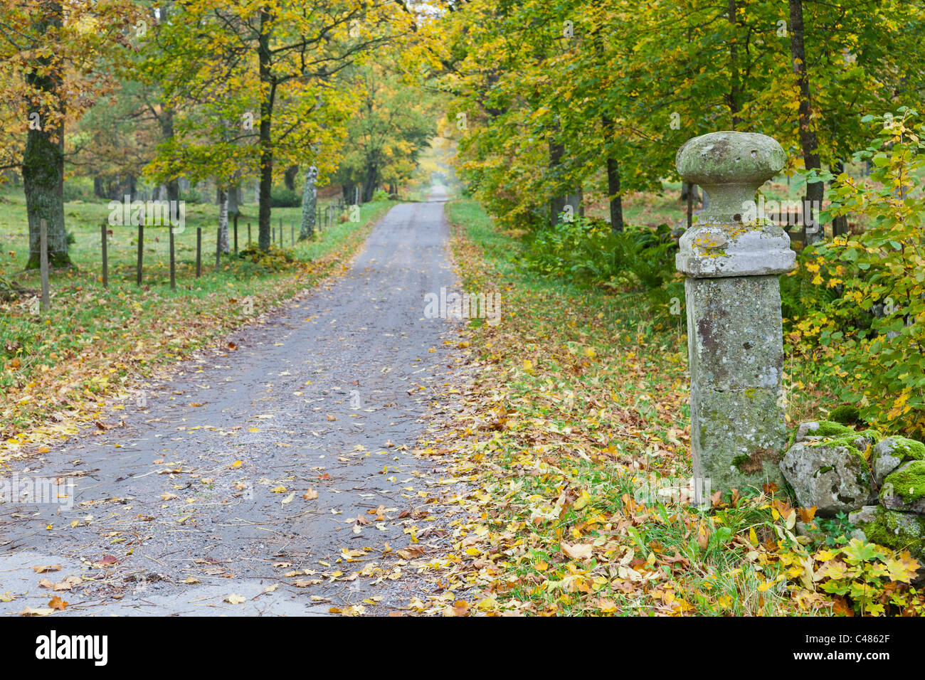 Countryside road with gate posts in the autumn woods Stock Photo - Alamy
