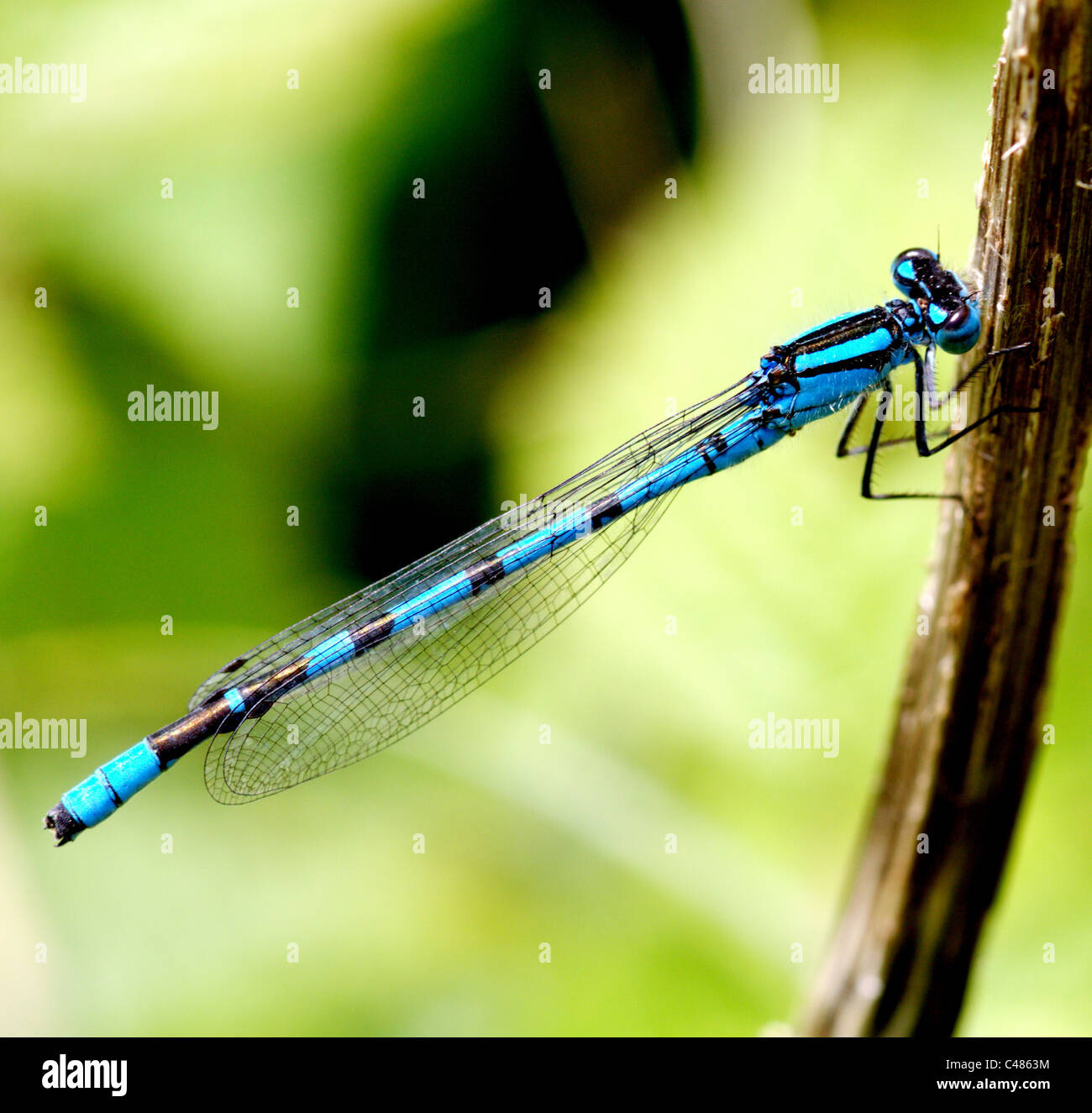 Common Blue Damselfly Enallagma Cyathigerum Stock Photo - Alamy