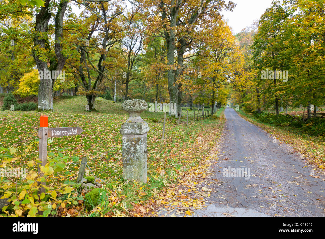 Countryside road with gate posts in the autumn woods Stock Photo - Alamy