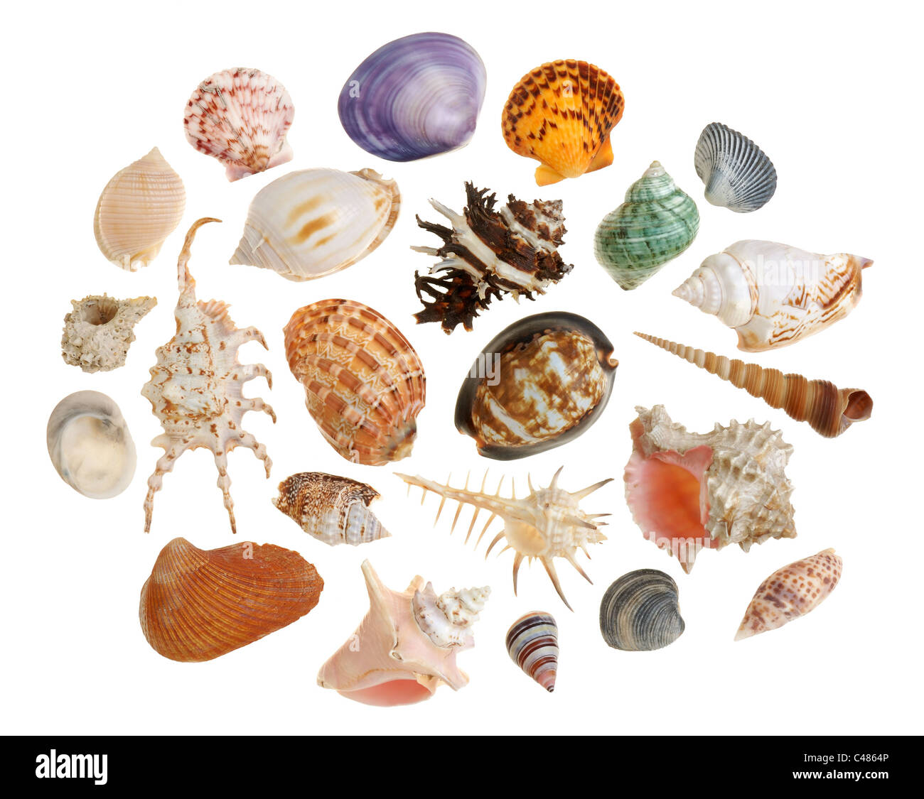 Scallop Shells Collection High Resolution Stock Photography and Images ...