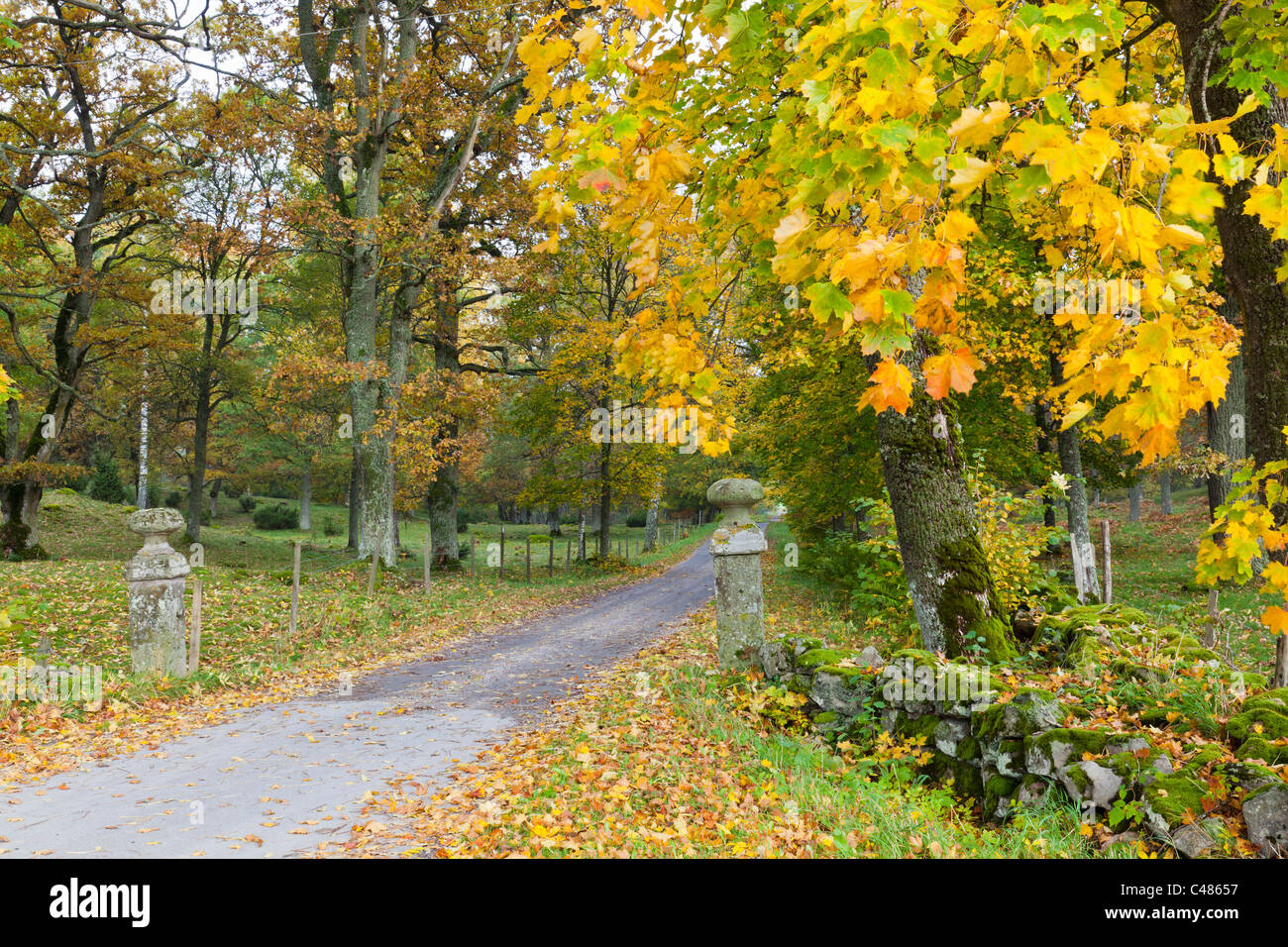 Countryside road with gate posts in the autumn woods Stock Photo - Alamy