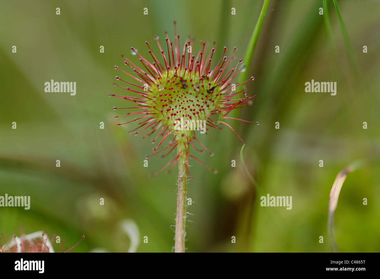 Common sundews hi-res stock photography and images - Alamy