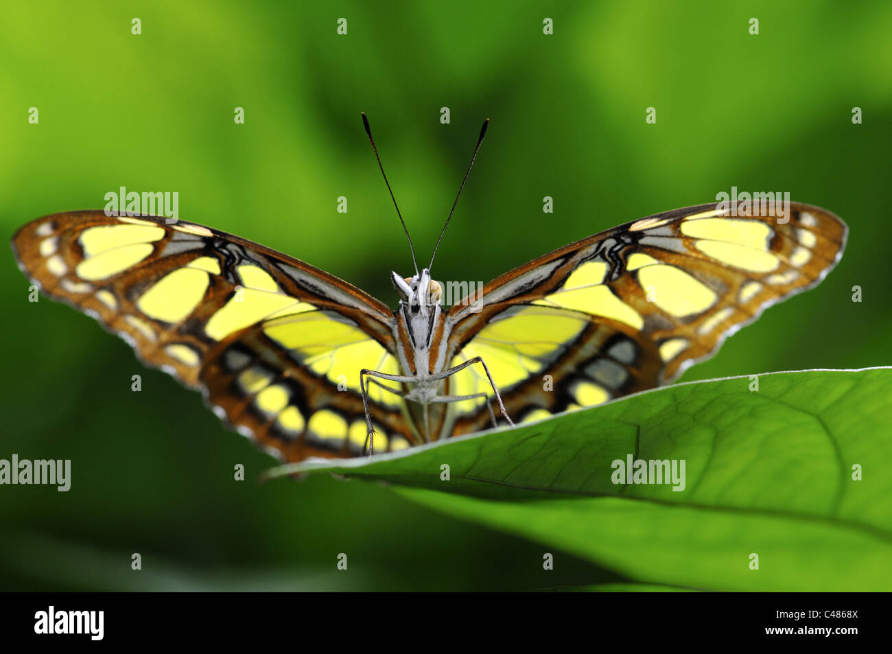 Malachit schmetterling hi-res stock photography and images - Alamy