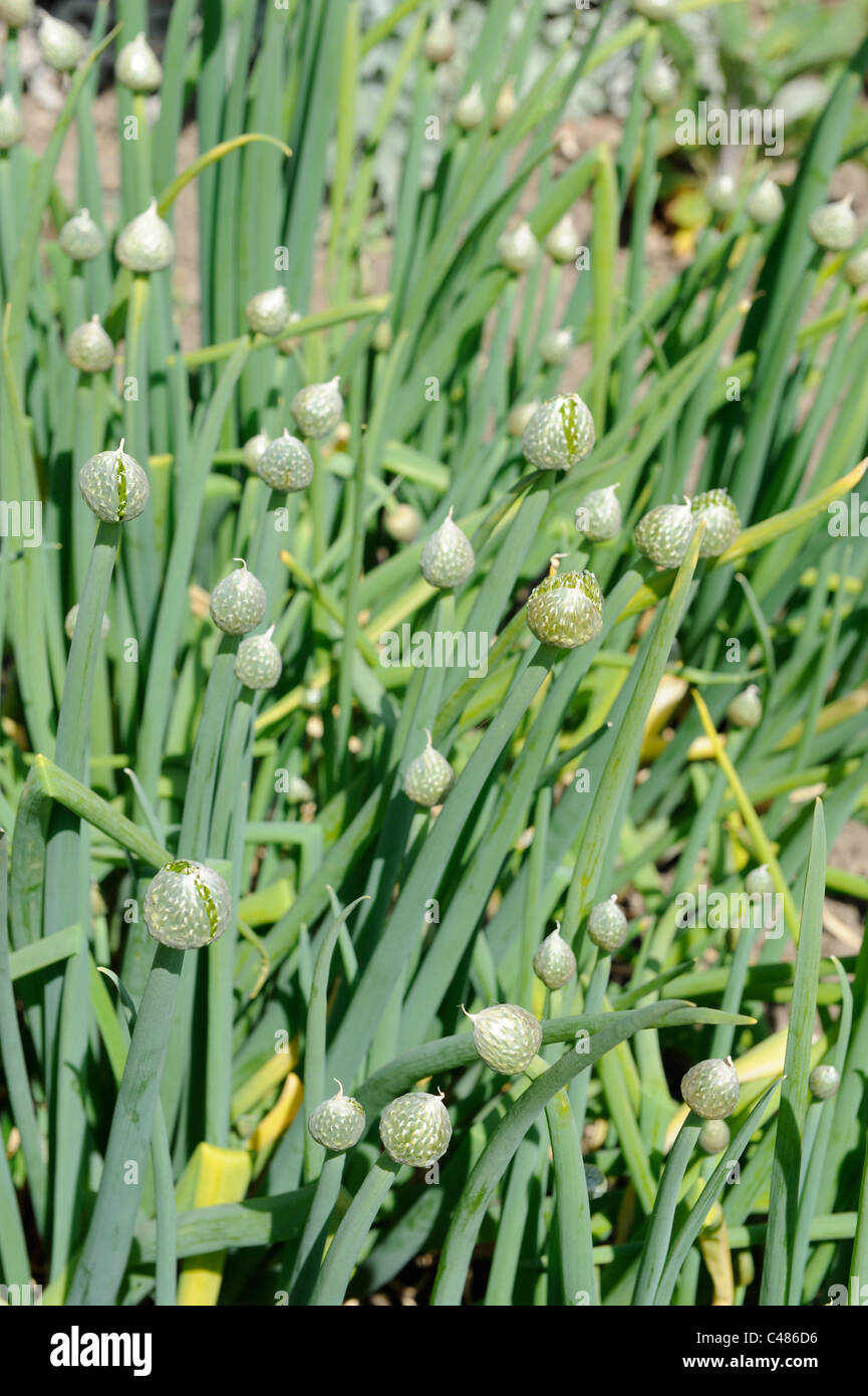 Welsh Onion, allium fistulosum, showing seed heads about to open ...