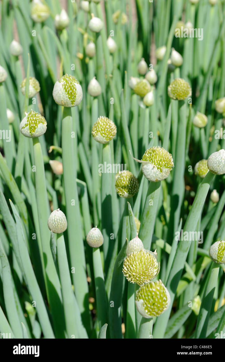Allium Fistulosum