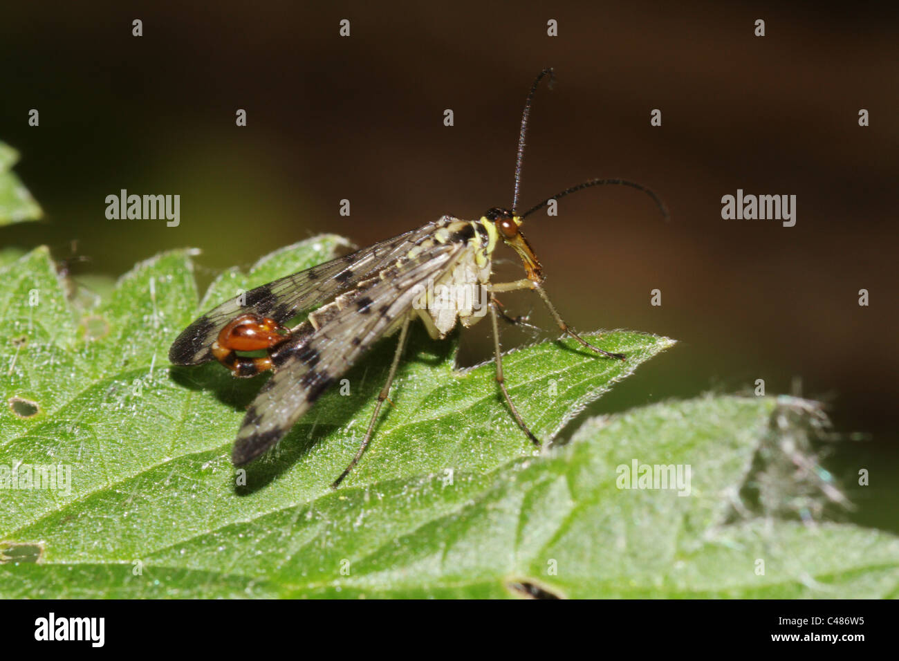 Mecoptera High Resolution Stock Photography and Images - Alamy