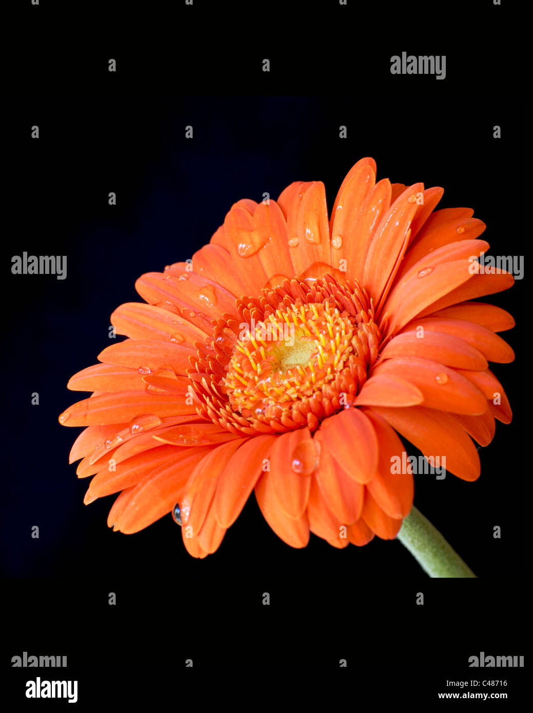 Leaf leaves bouquet hi-res stock photography and images - Alamy