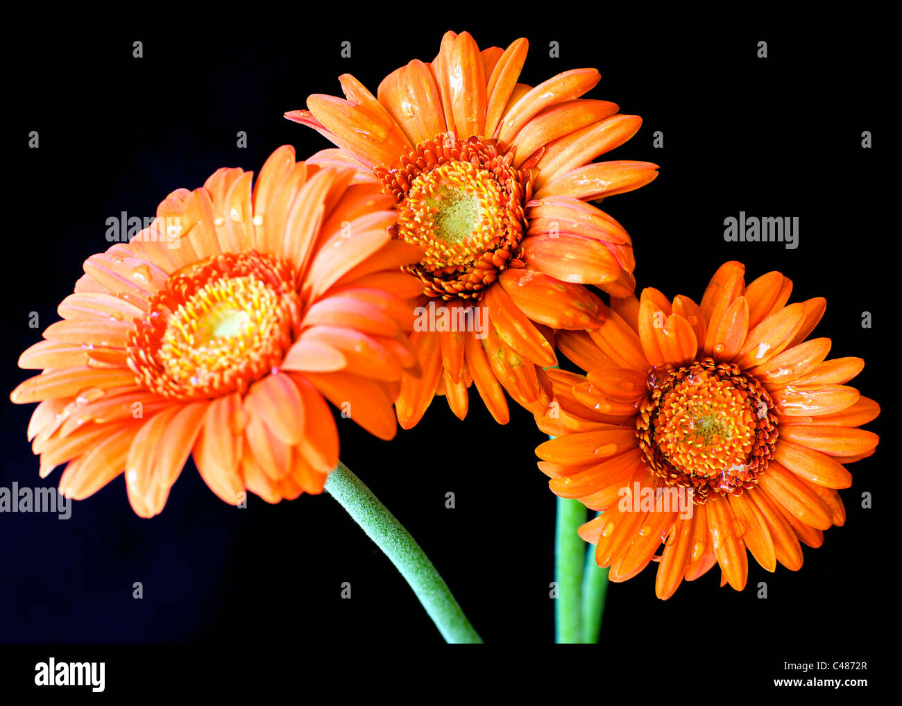 Germini flower hi-res stock photography and images - Alamy