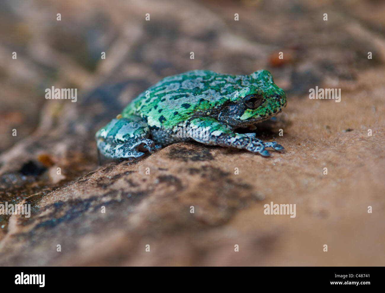 Frog toad green hi-res stock photography and images - Alamy