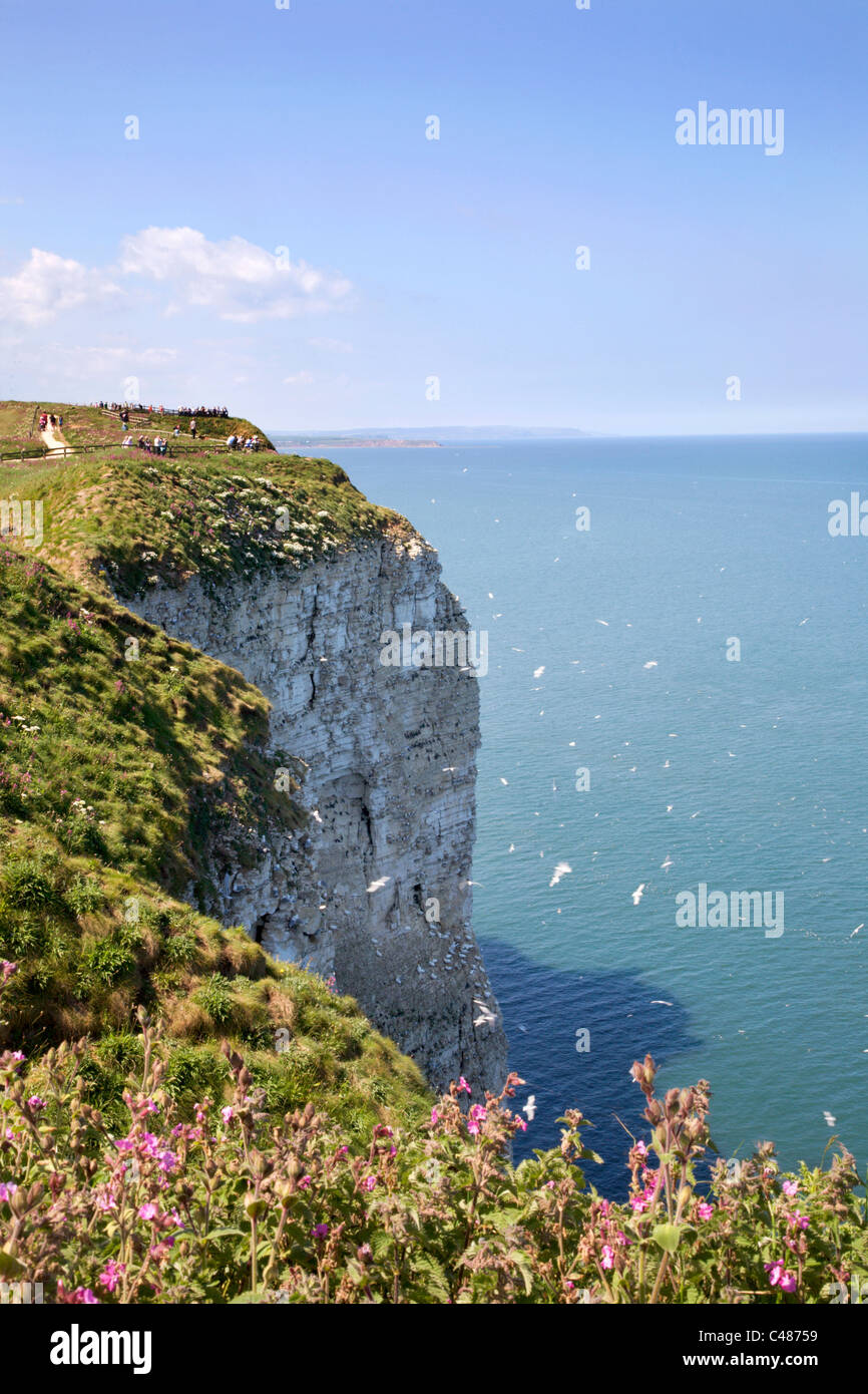 Bempton Cliffs East Riding of Yorkshire England Stock Photo - Alamy