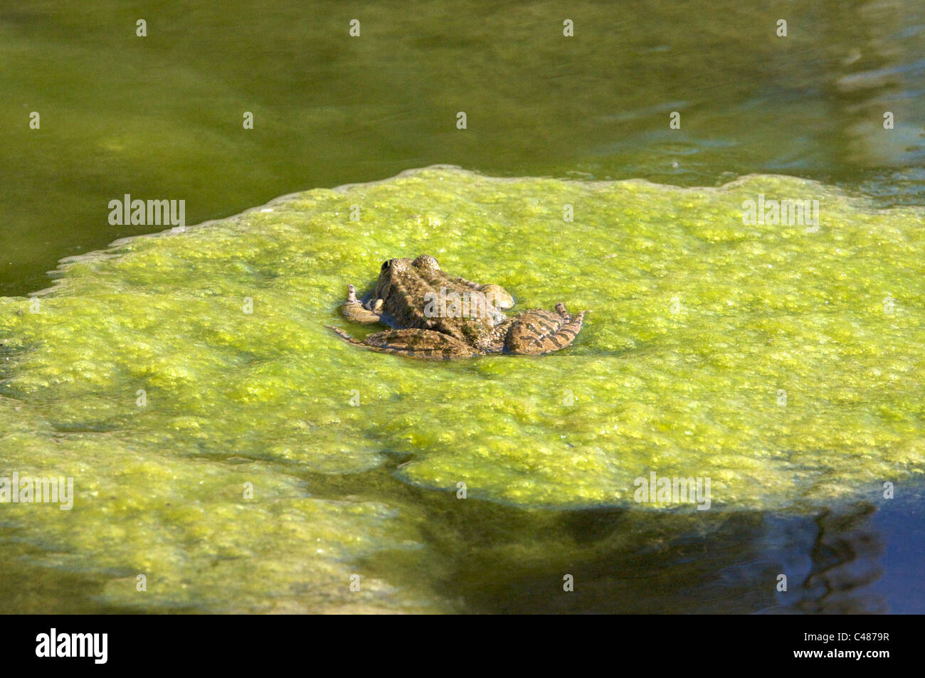 frog in a pond Stock Photo - Alamy