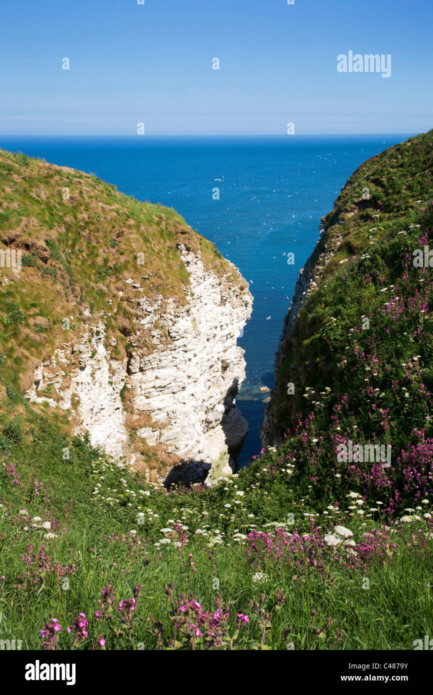 Bempton Cliffs East Riding of Yorkshire England Stock Photo - Alamy