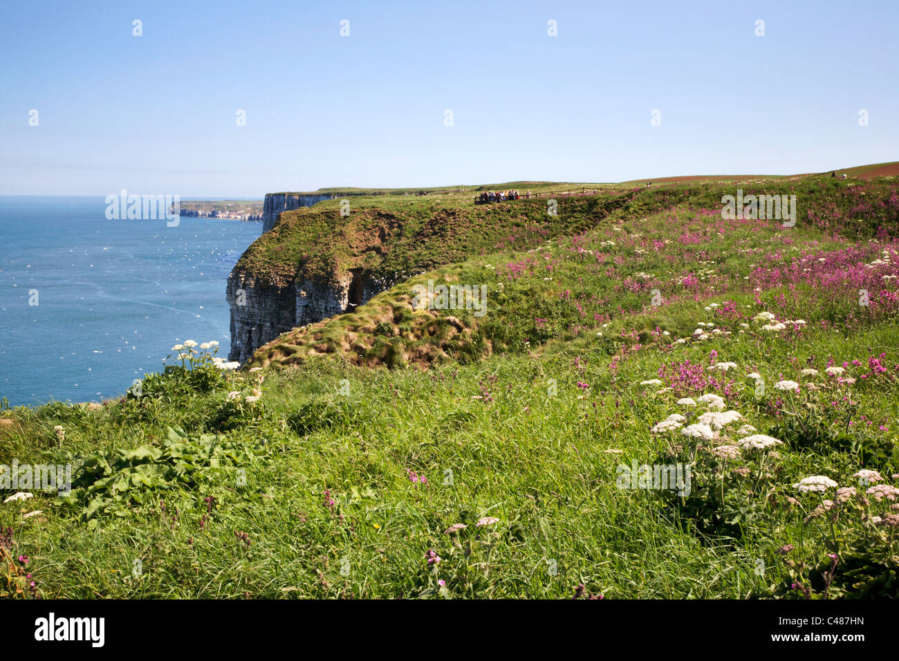Bempton Cliffs East Riding of Yorkshire England Stock Photo - Alamy