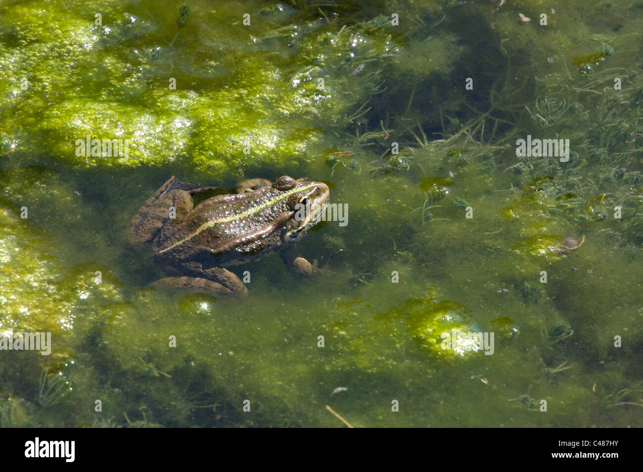 frog in a pond Stock Photo - Alamy